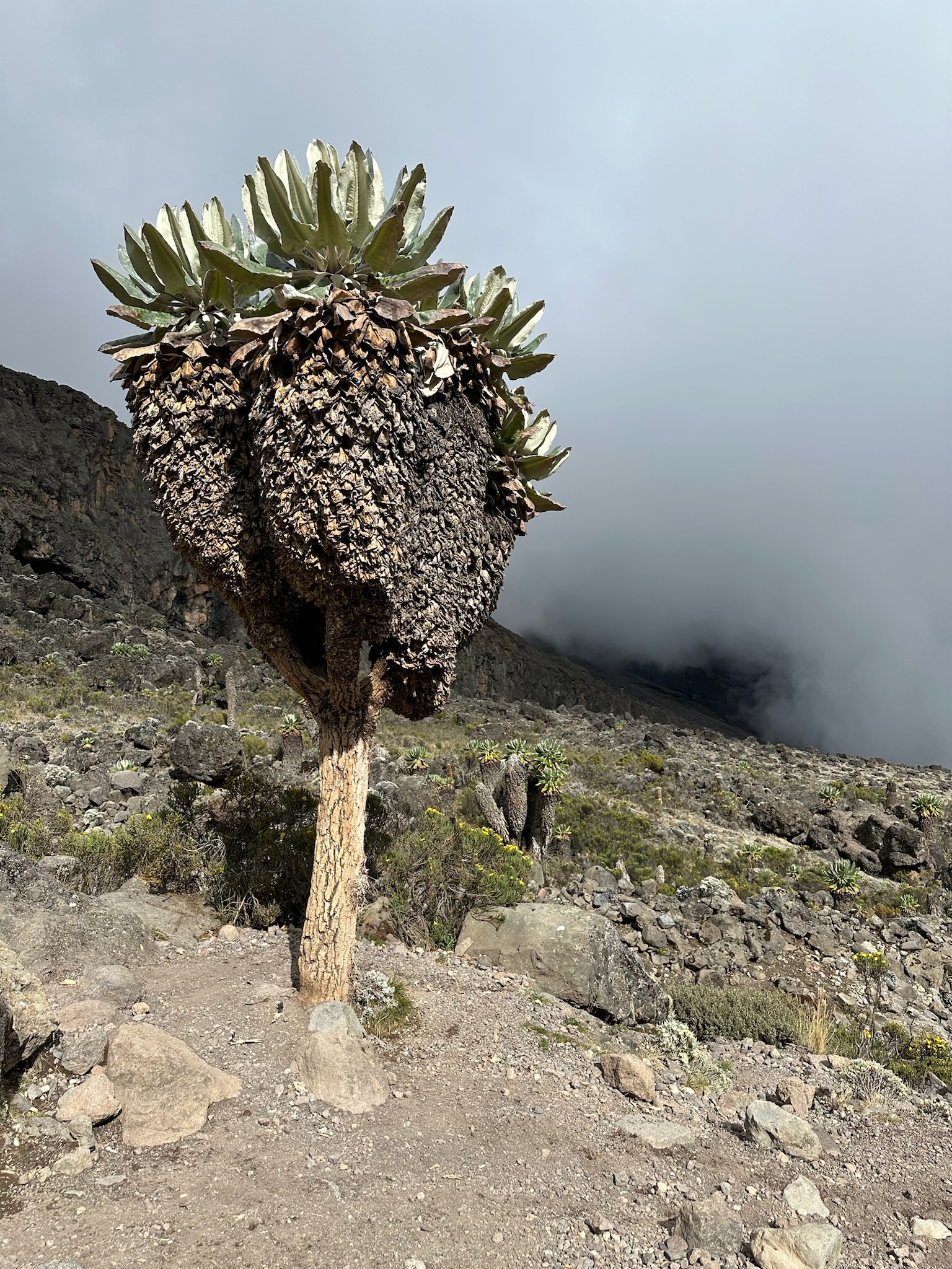 Kilimandscharo Northern Circuit Route - Wadudu Adventure